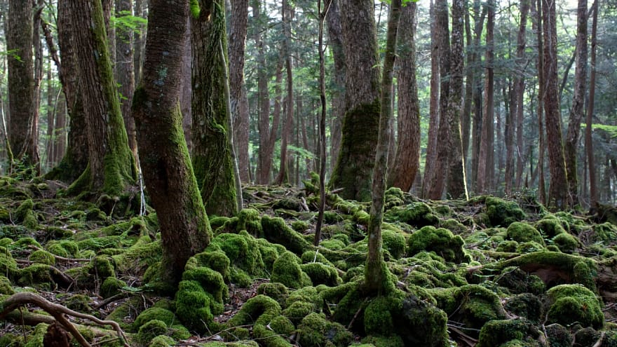 Suicide Forest of Japan: The Disturbing True Story Behind Aokigahara ...